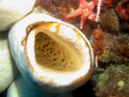 Those Amazing Sponges - Antarctica.uab.edu