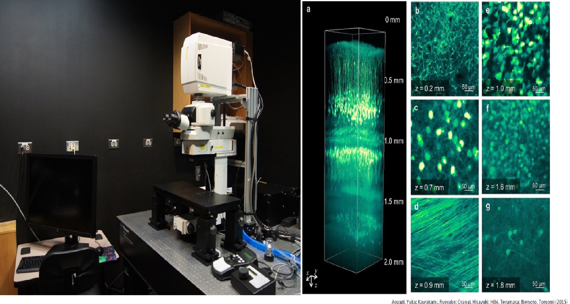 Nikon A1R Multiphoton Microscope - UAB Institutional Research Core Program