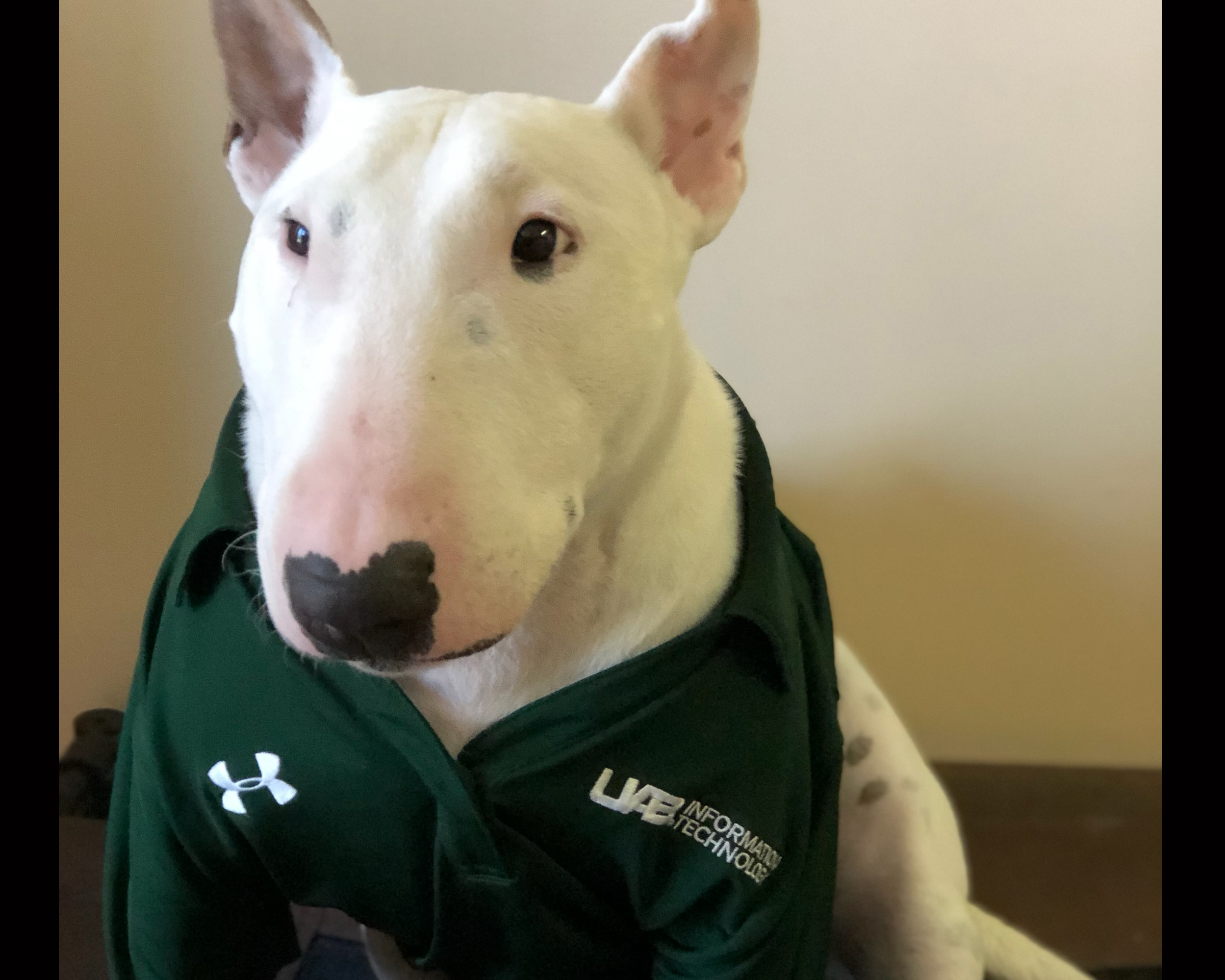 UAB's Cutest Pet - Human Resources | UAB